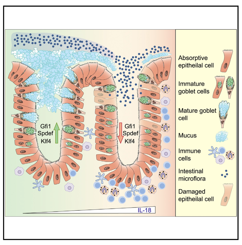 Epithelial IL-18 equilibrium controls barrier function in colitis | Elinav Lab